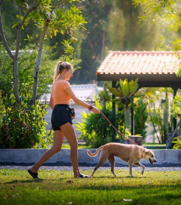 Homepage | Soi Dog Foundation