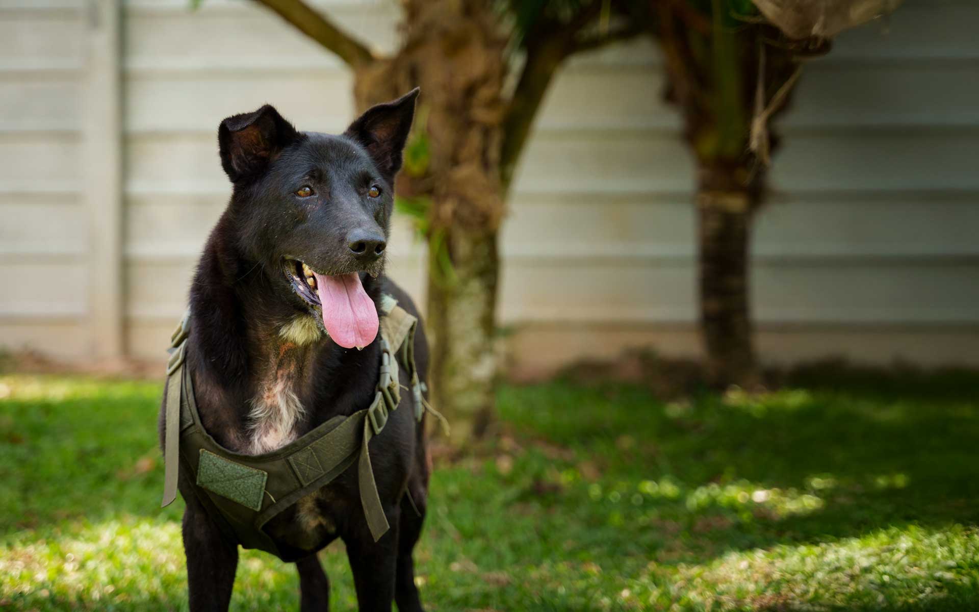 Sponsor a Dog