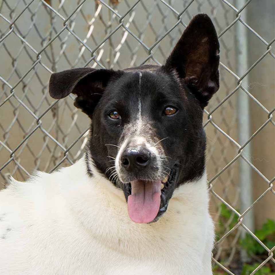 Adopt Julley | Soi Dog Foundation