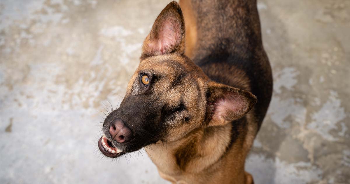 Adopt Waranda | Soi Dog Foundation