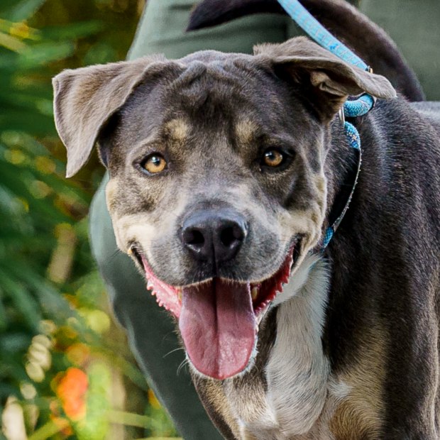 Sponsor Johnny Cash | Soi Dog Foundation