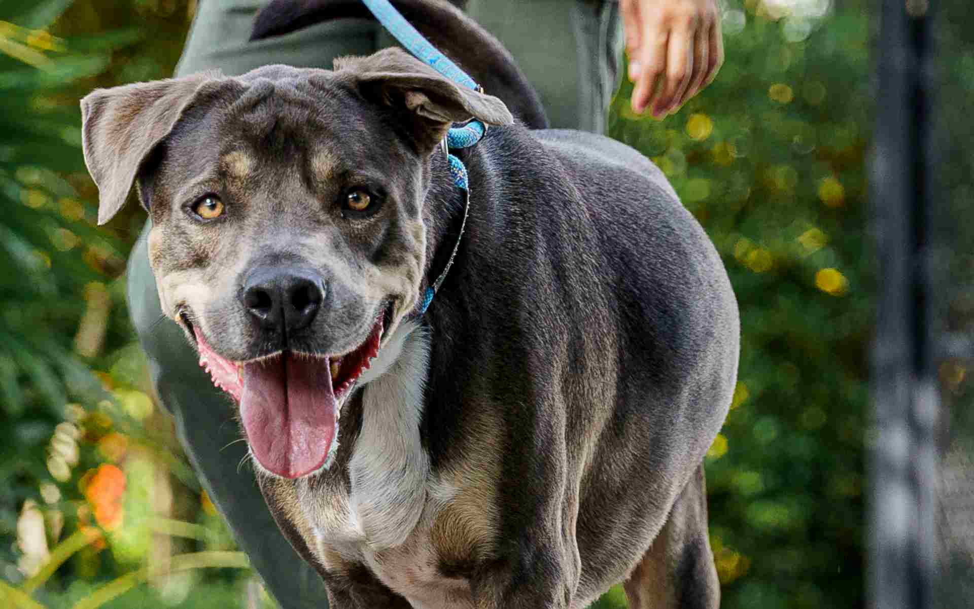 Sponsor Johnny Cash | Soi Dog Foundation