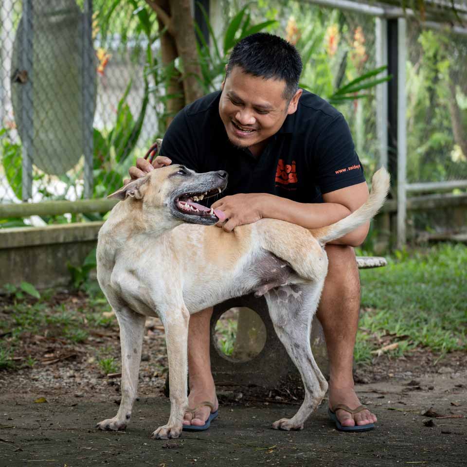 Adopt Ashley | Soi Dog Foundation