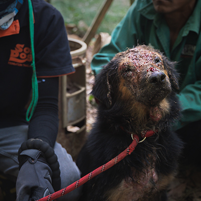 Urgent: help a dog like Rasachart | Soi Dog Foundation