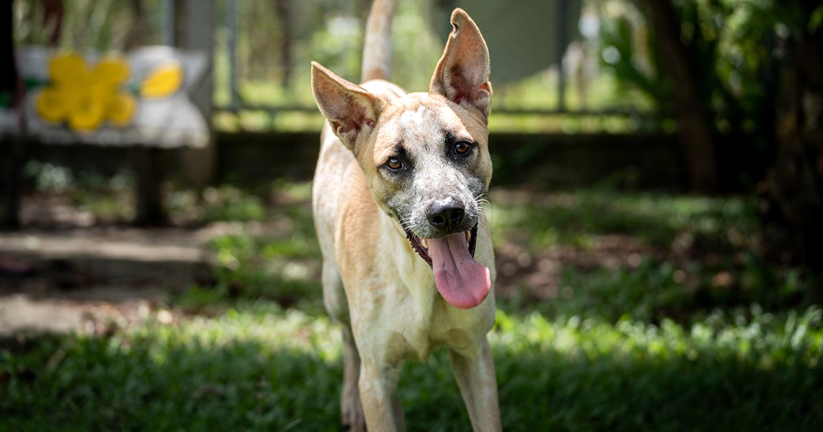 Adopt Ashley | Soi Dog Foundation