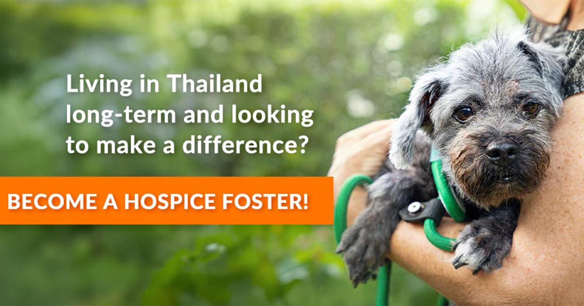 Hospice Foster | Soi Dog Foundation