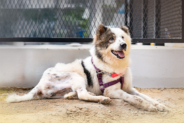 Will you help build their place of healing? | Soi Dog Foundation