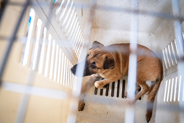 Help dogs like Lazarus | Soi Dog Foundation