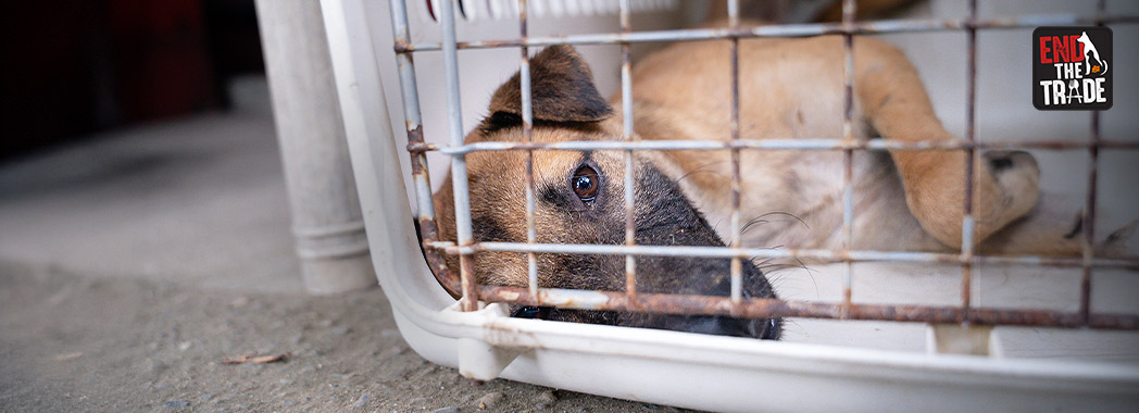 Help dogs like Lazarus | Soi Dog Foundation