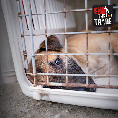 Help dogs like Lazarus | Soi Dog Foundation