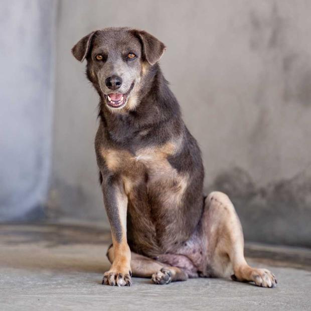 Adopt Porka | Soi Dog Foundation